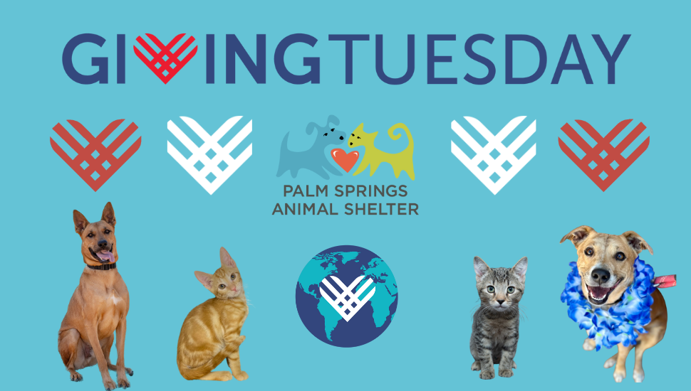 Support The Palm Springs Animal Shelter on GivingTuesday!