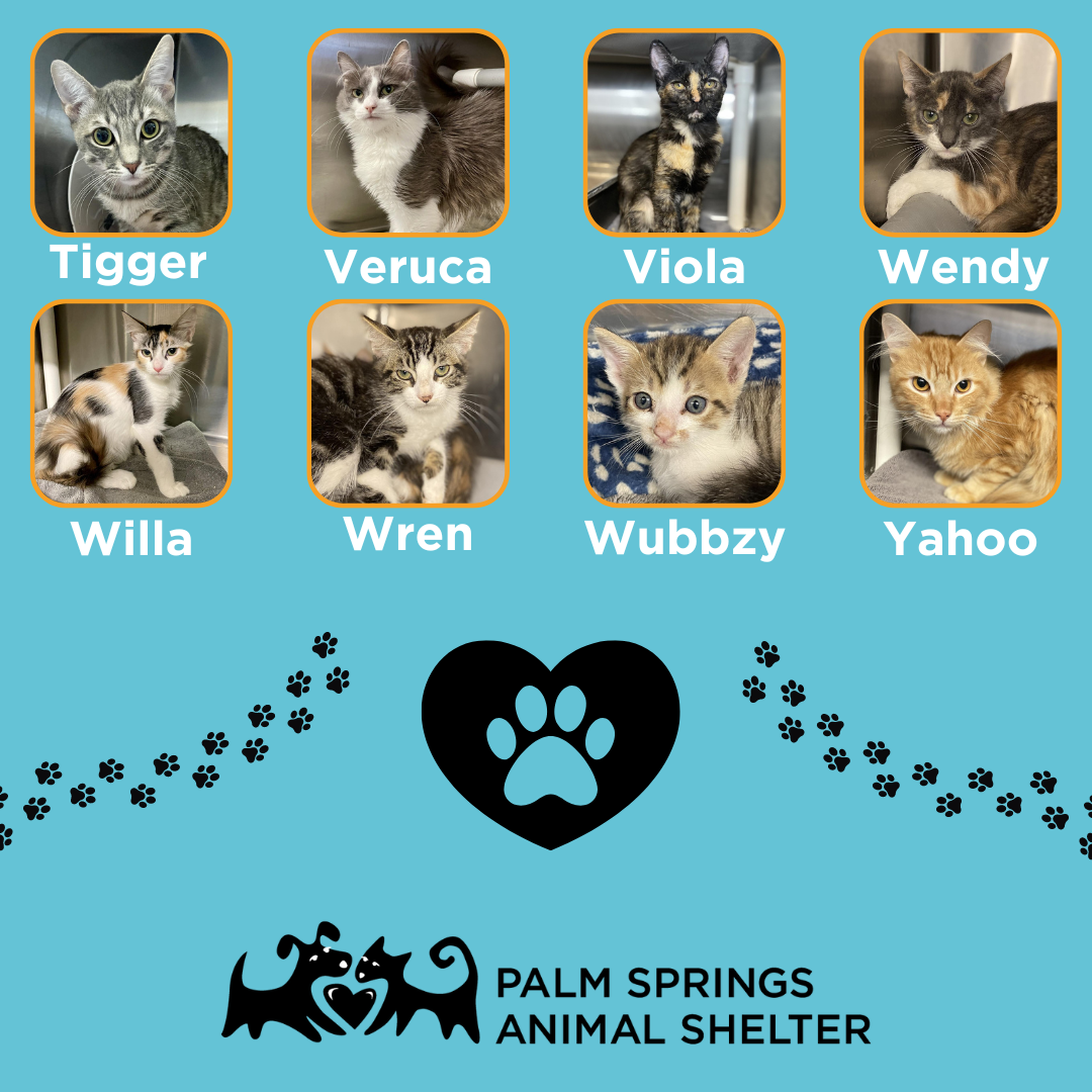 Meet Our Adoptable Pets!
