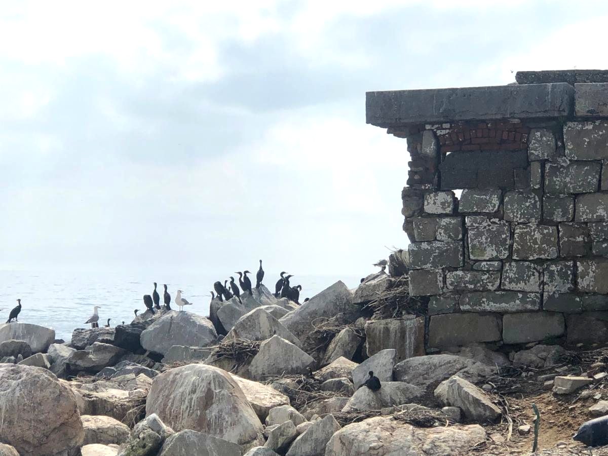 What's Up at the Custom House? Moondoggle today, Little Gull on ...