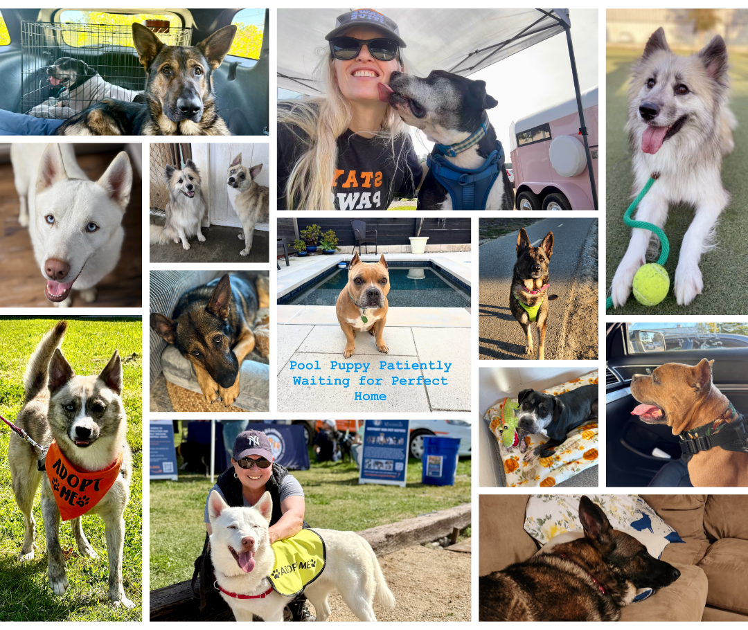 Happy Tails + Pizza for Pets + on a roll to Paso Robles