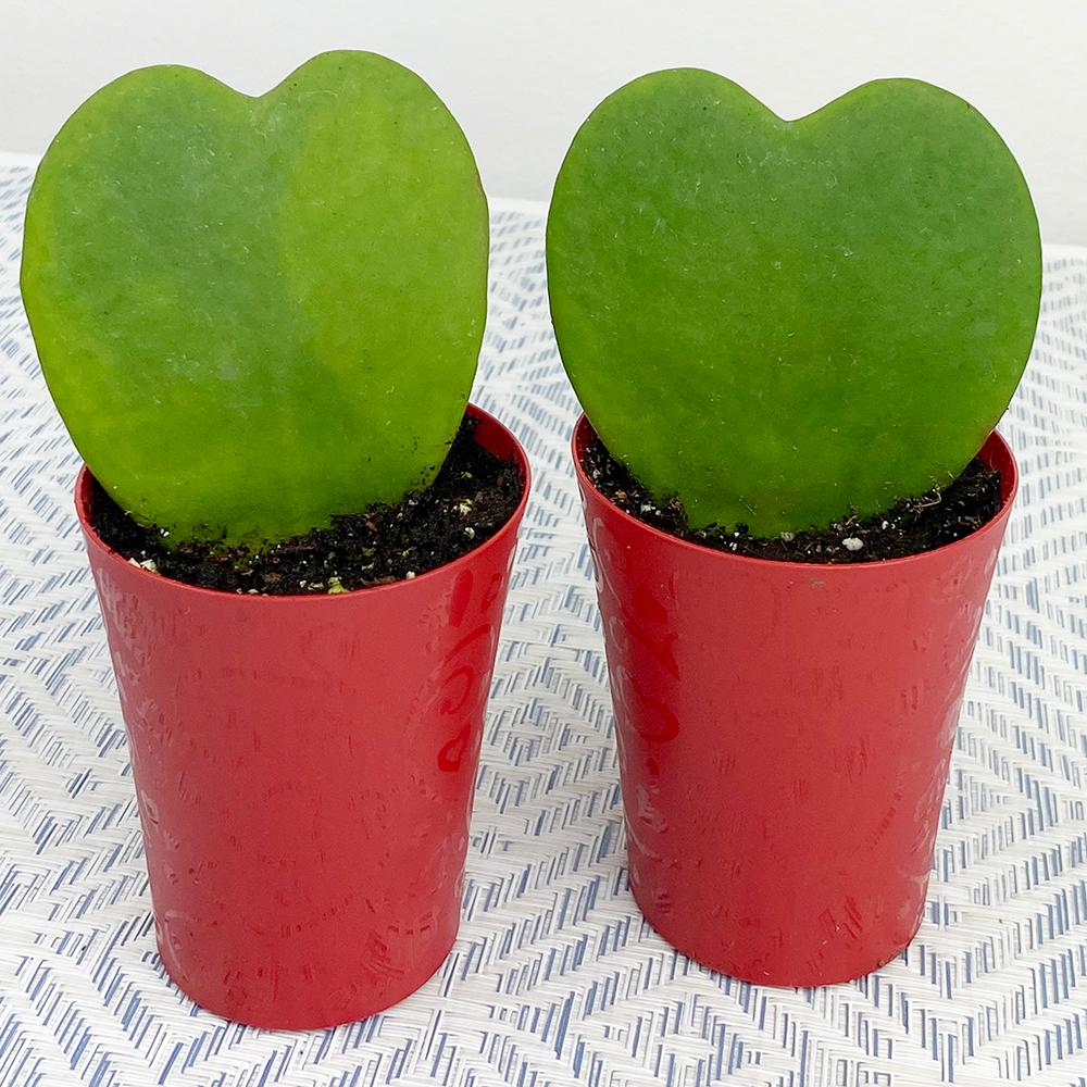 Flowering Plants for your Valentine