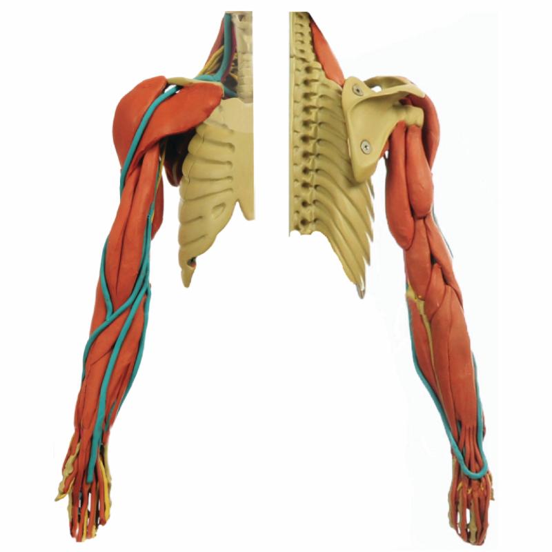 ANATOMY IN CLAY CENTERS EXCLUSIVE: Clay and Cadaver Workshops