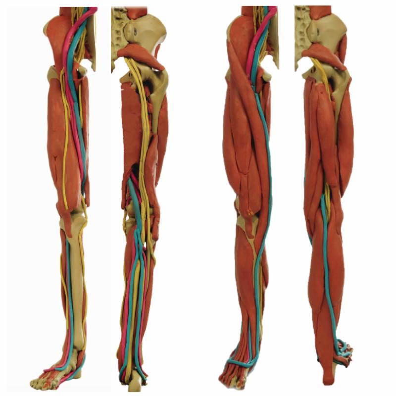 ANATOMY IN CLAY CENTERS EXCLUSIVE: Clay and Cadaver Workshops