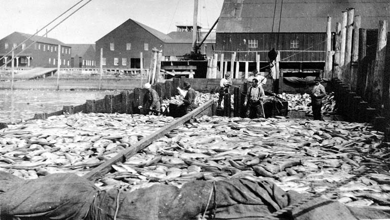 Sea History Today - The Alaska Packers Association and the Great Star Fleet