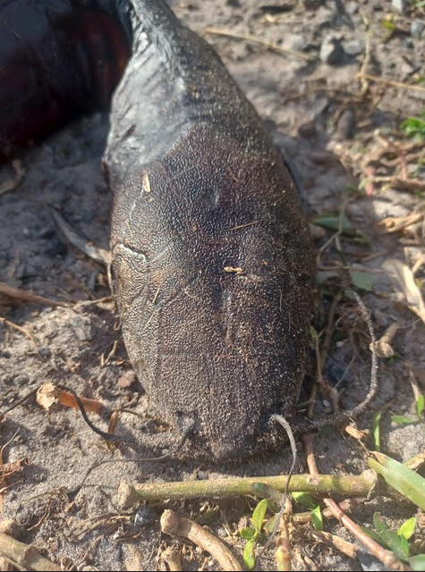 The Funniest Tea Time Ever!