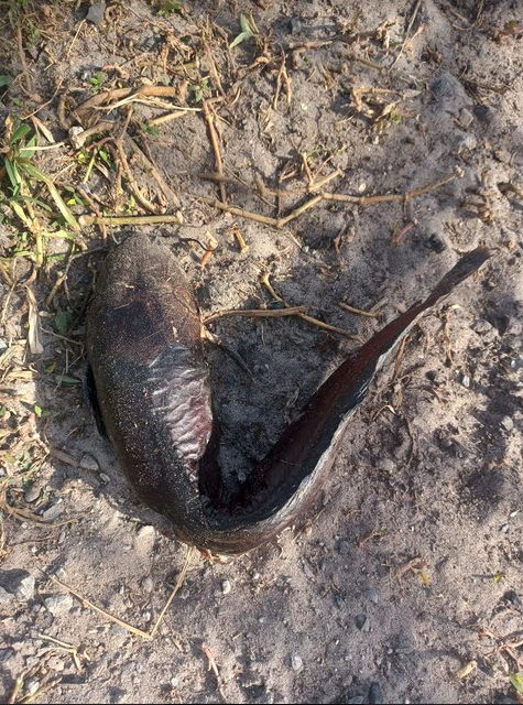 The Funniest Tea Time Ever!