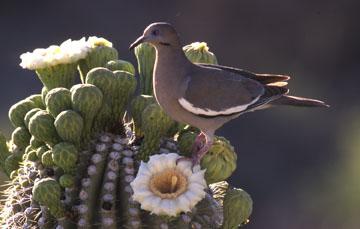 Volunteer this Saturday!