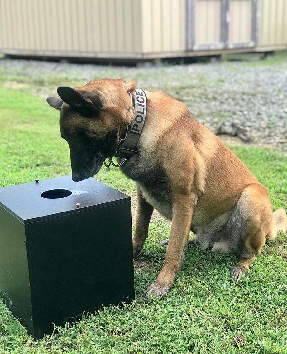 K-9 BSD NEW Products You Can Count On To Shape Your K9!