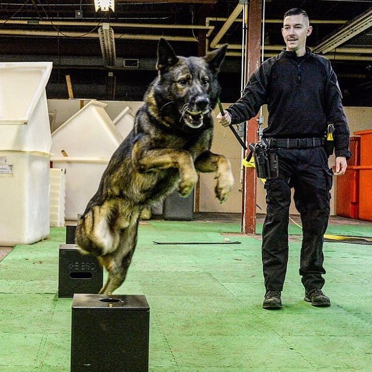 K-9 BSD NEW Products You Can Count On To Shape Your K9!