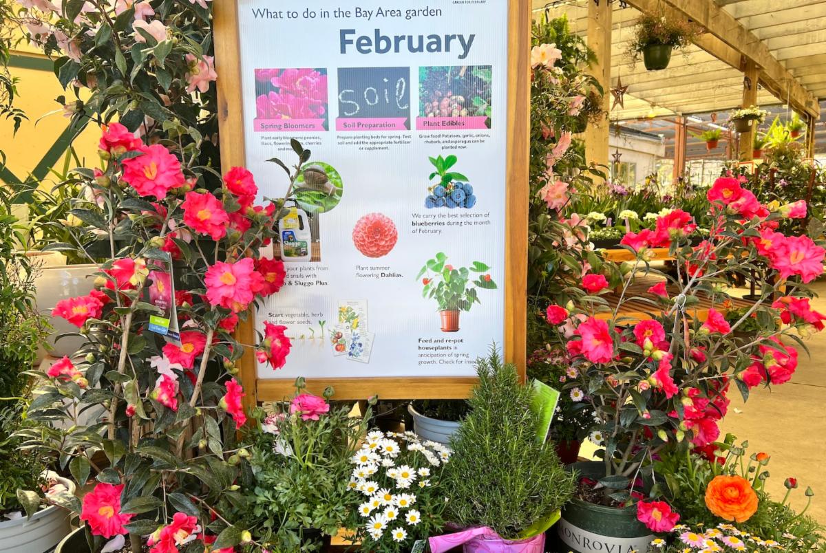 February in the Garden