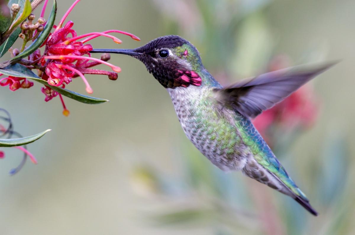 August Gardening Tips + How to Attract Hummingbirds