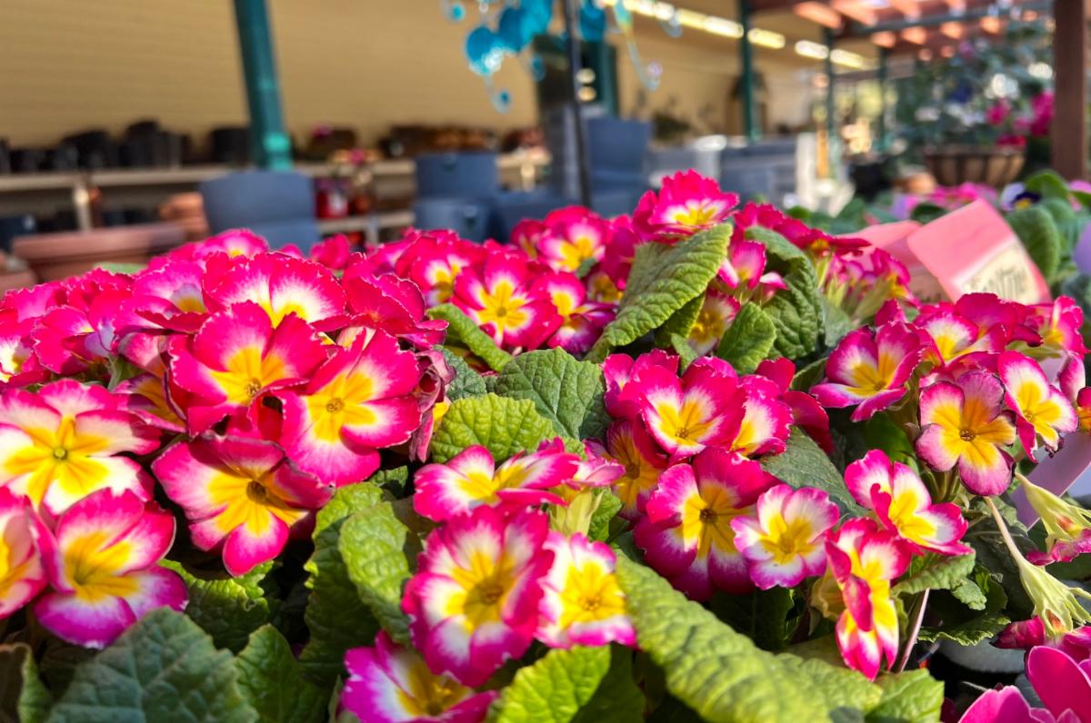 This Month at Sloat Garden Center