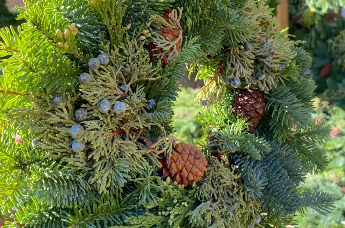 Shop Local for Fresh Cut Christmas Trees, Wreaths & Colorful Flowers