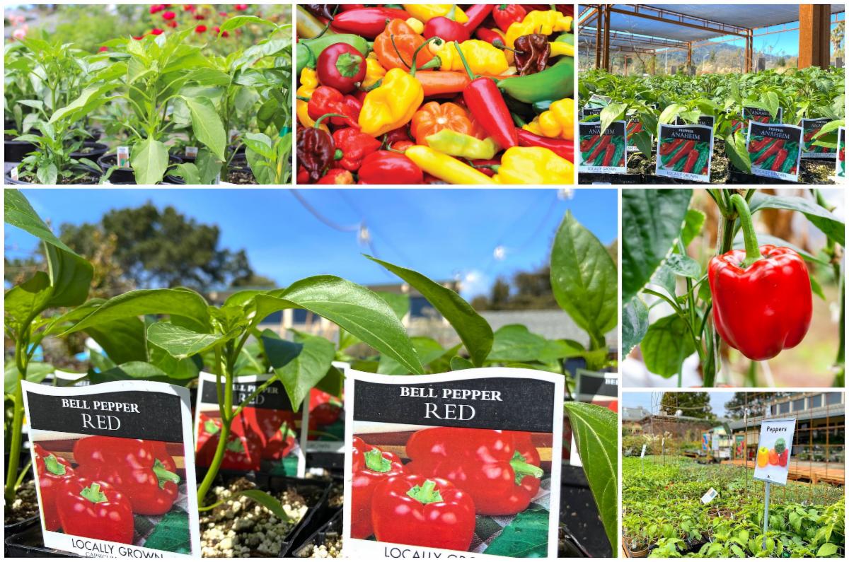 Plant a Patch of Plentiful Peppers