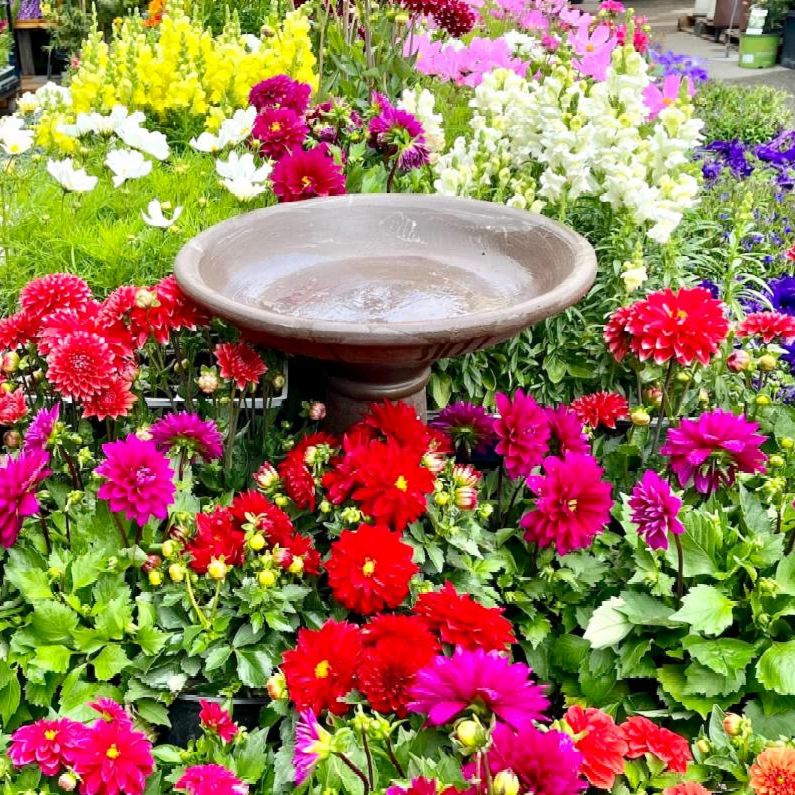 Plant a Garden Gem, Weekend Gardening & More