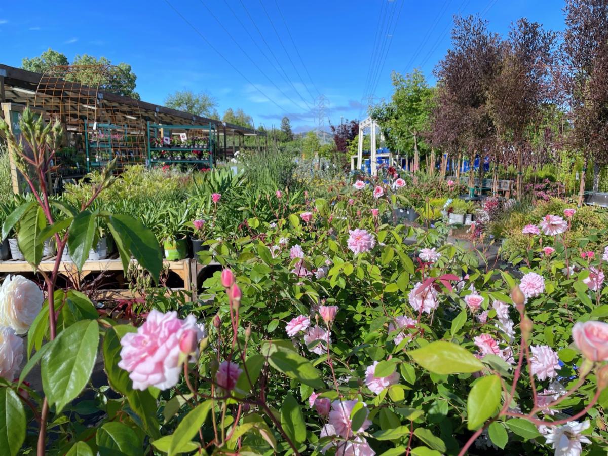 Plant a Garden Gem, Weekend Gardening & More