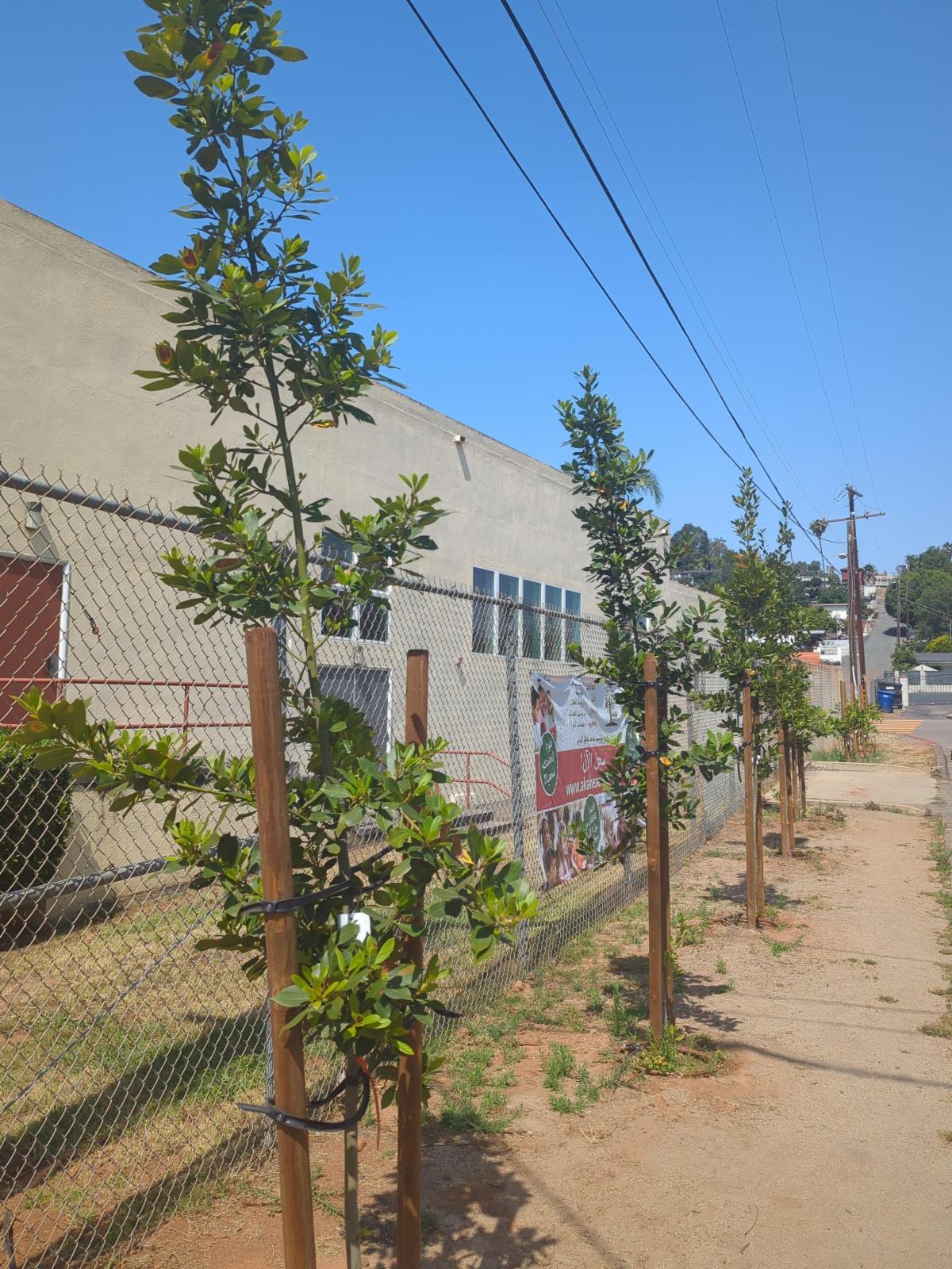 California Urban Forestry Quarterly Newsletter