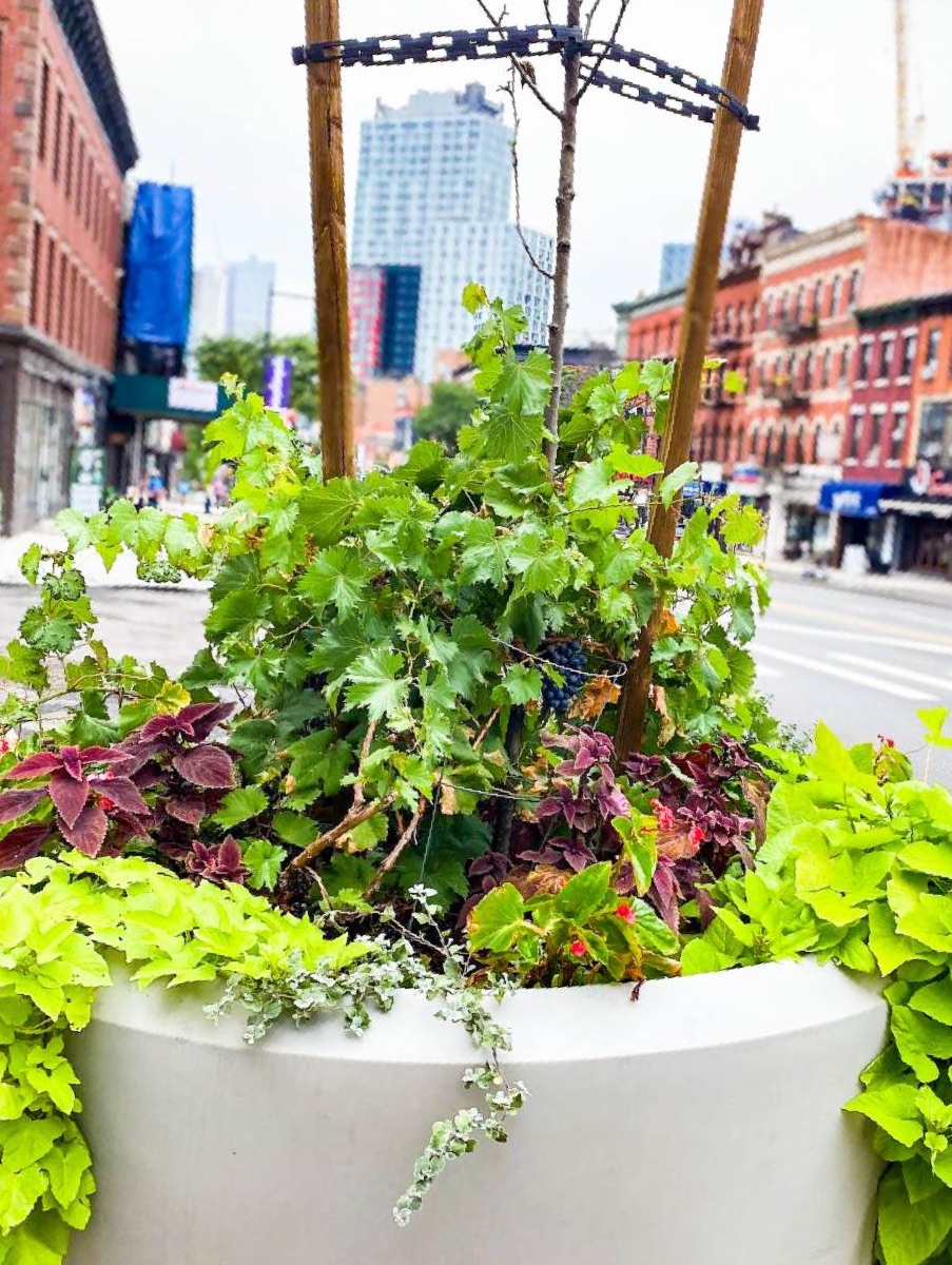 Edible Container Gardening