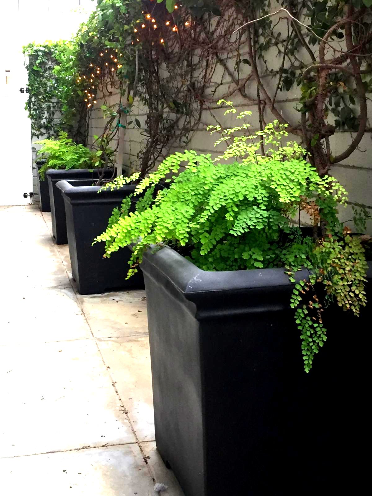 Enhancing Sustainability with Downspout Planters
