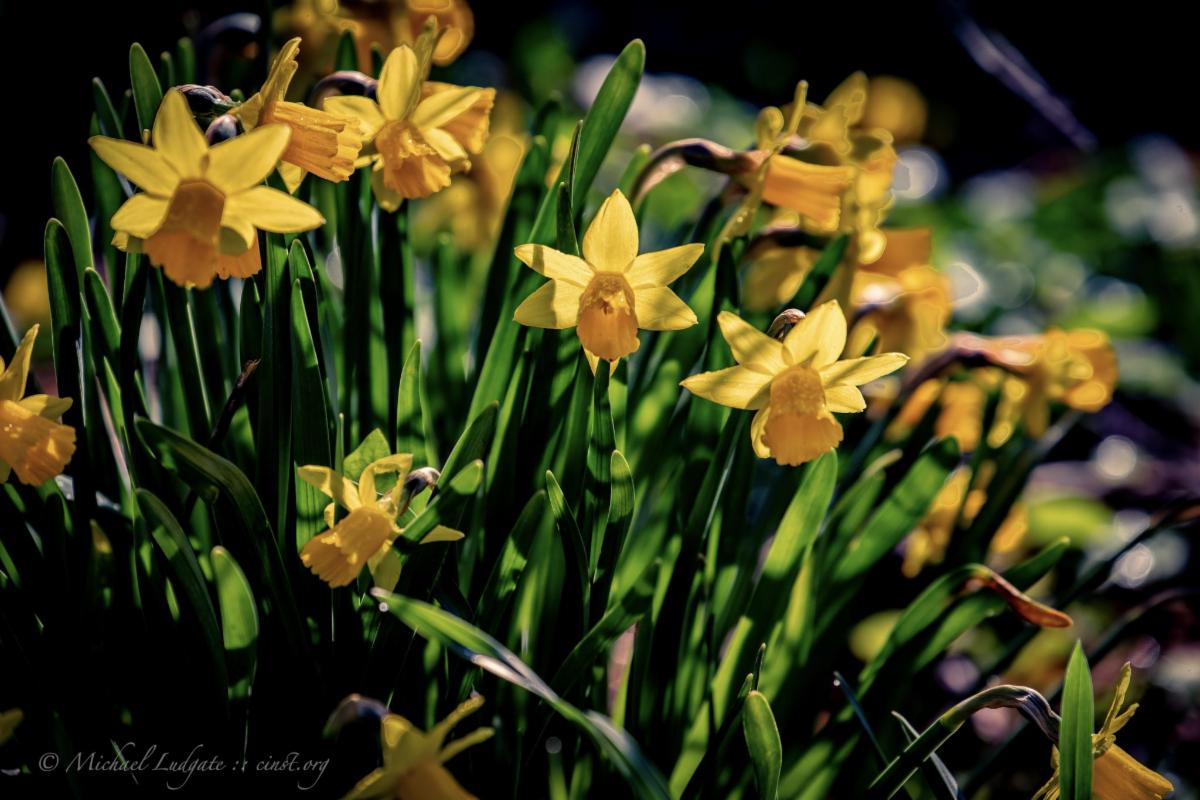 The TCCPI Newsletter March-April 2023: NYS Fossil Fuel Ban, Earth Day ...