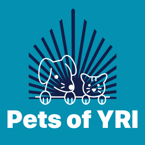YRI Connections - News & Updates