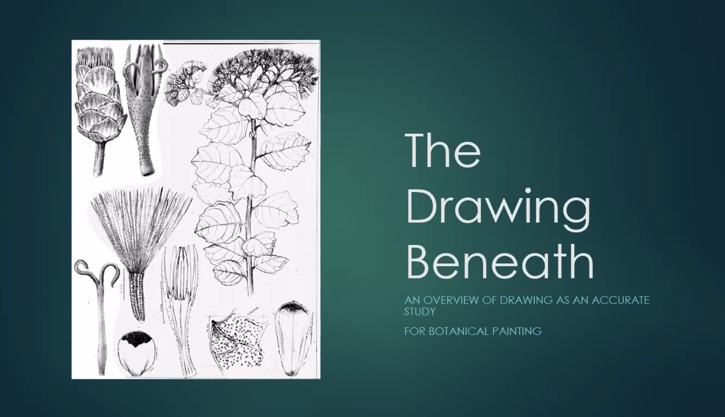 BEYOND THE BRUSH WITH SMITHSONIAN BOTANICAL ILLUSTRATOR ALICE TANGERINI