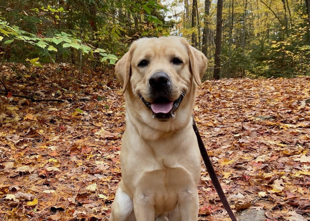 November 2022 Puppy Program News