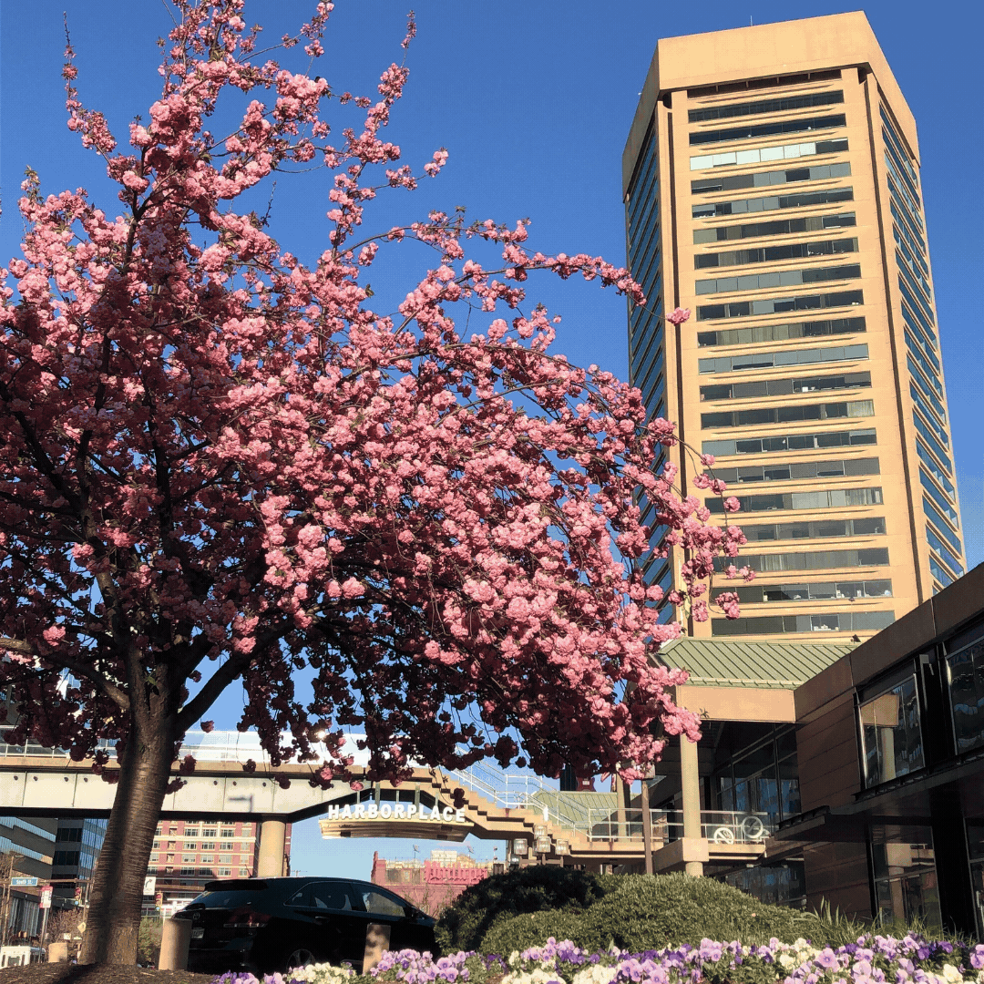 Art Around Town: Meet BOPA's Permanent CEO, Robyn Murphy