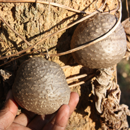 National Invasive Species Awareness Week 2024 - Air Potato