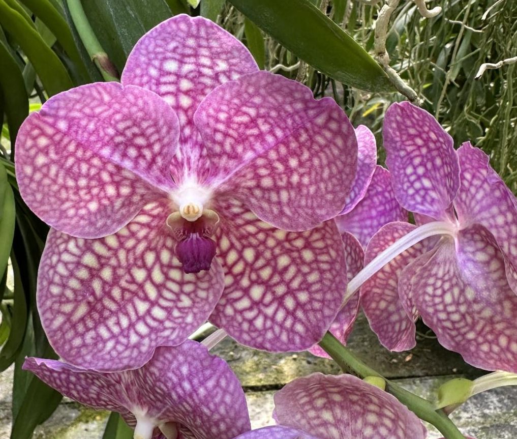 We heard you still like big flowers