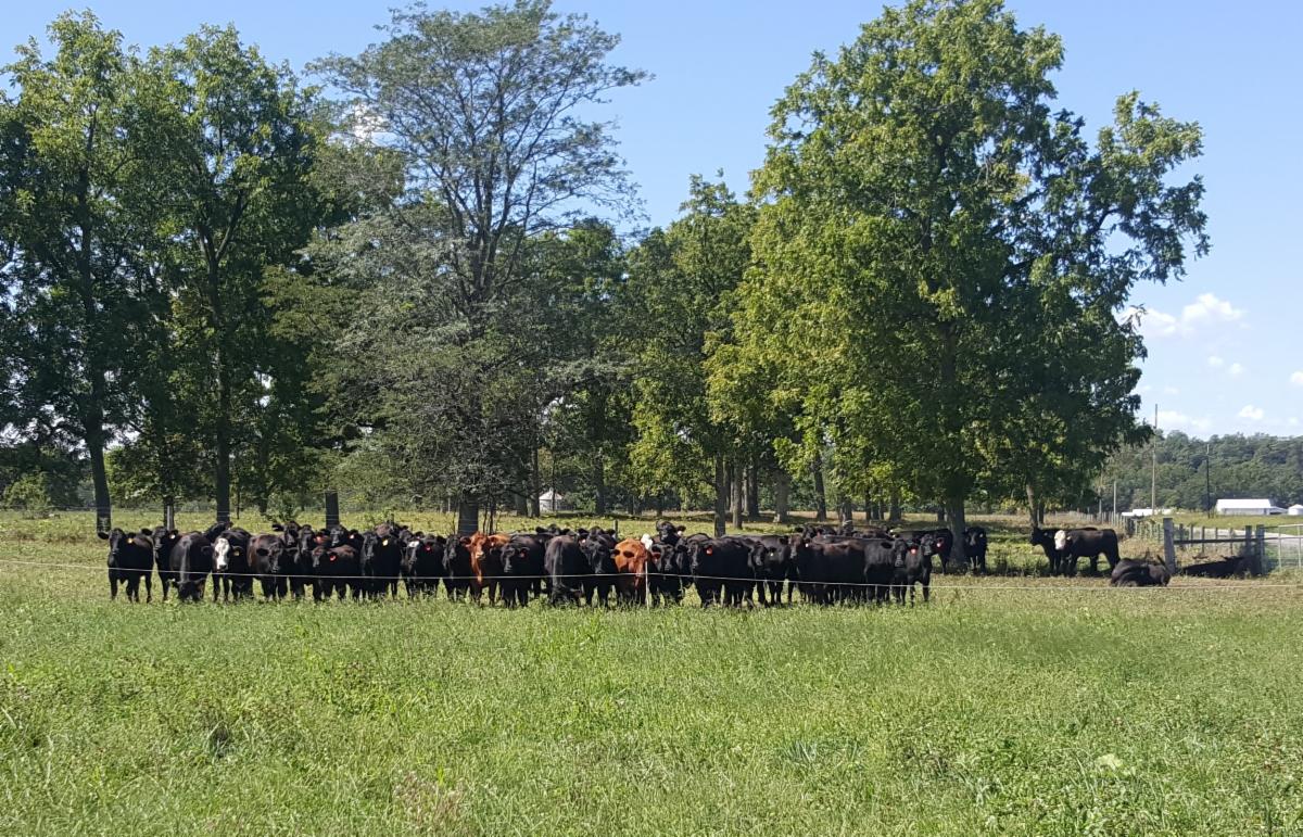 FRIDAY JULY 15th Delivery to Broad Ripple and Fishers