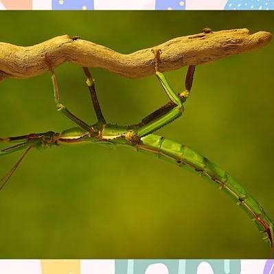 Free Kitchen Caddy Bags - Marino Community Garden - The Green Book ...