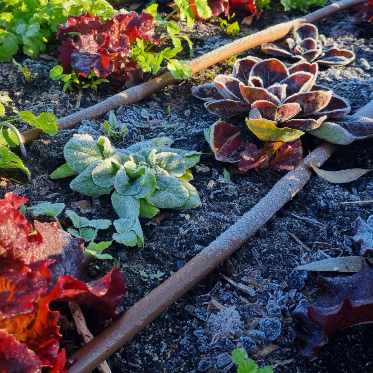 Prize winning gardens - Climate ready southern Adelaide - Growing ...