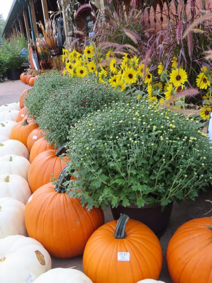 Celebrate 50 Years in Business With Us