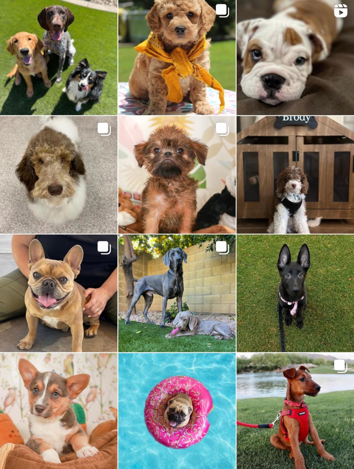 June Newsletter: New Puppy Guide, Safety Tips, Discounted Adoptions