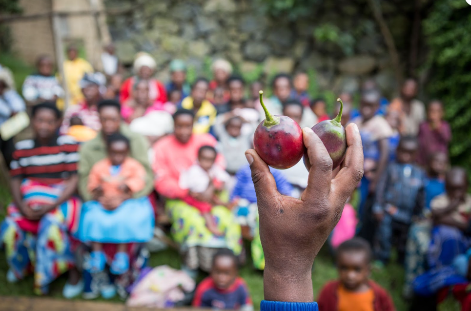 Upcoming Webinar | Strengthening the Capacity of Local Organizations for Nutrition Outcomes