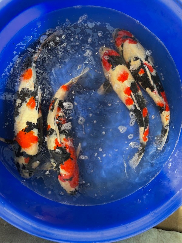 NEW JAPANESE IMPORT KOI