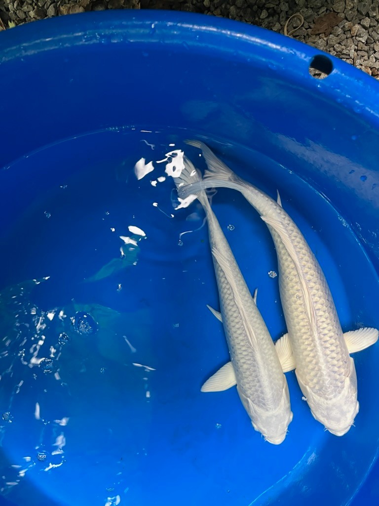 NEW JAPANESE IMPORT KOI