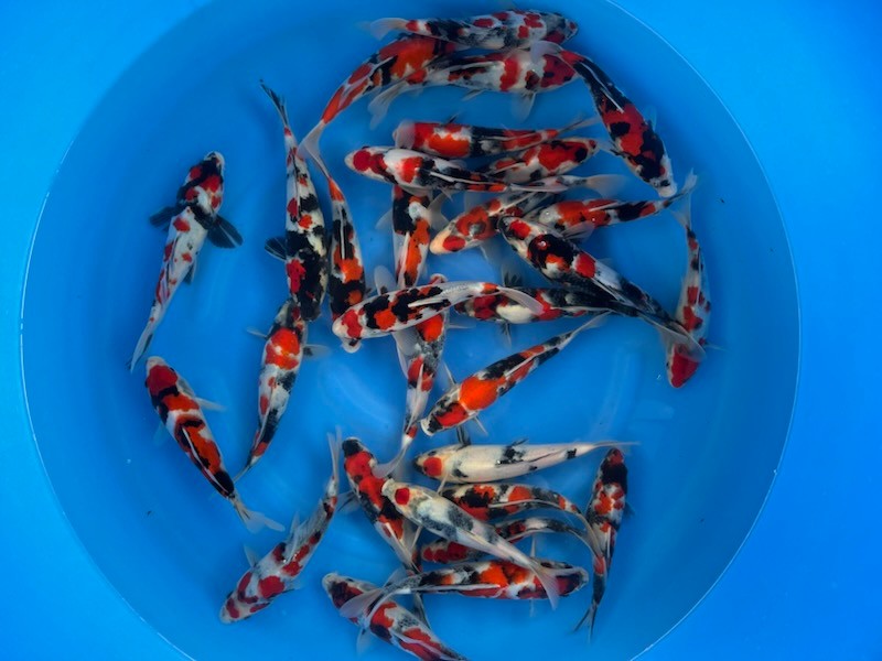 NEW JAPANESE IMPORT KOI