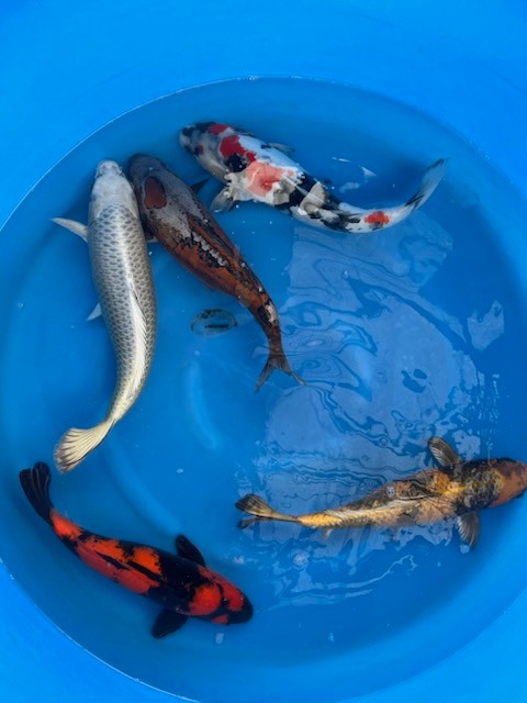NEW JAPANESE IMPORT KOI