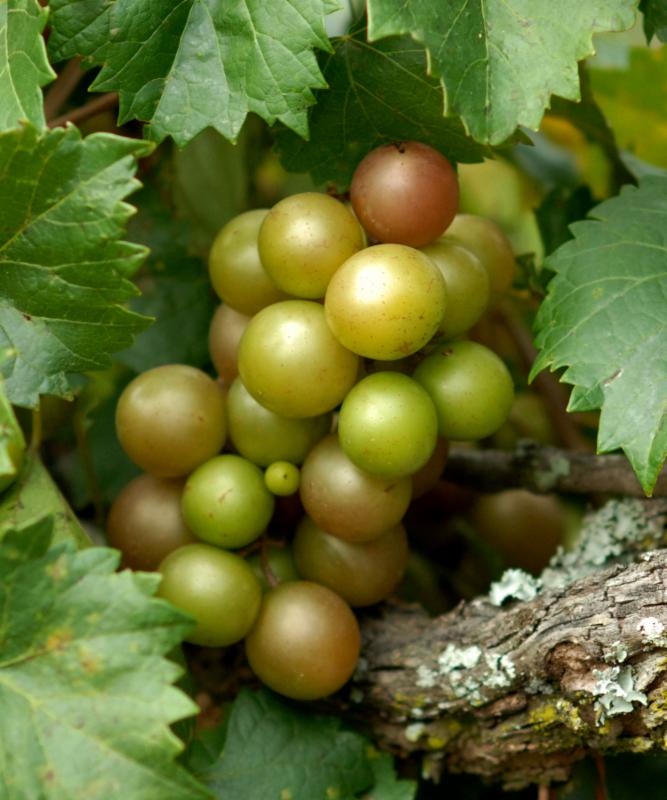 20% Off Muscadine Vines. ALL Sizes.