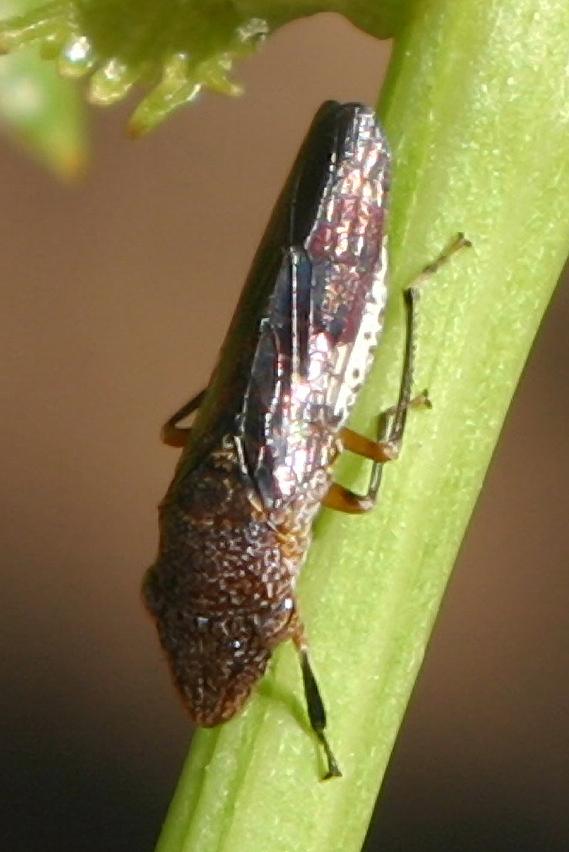 New GWSS Infestation in Santa Clara County