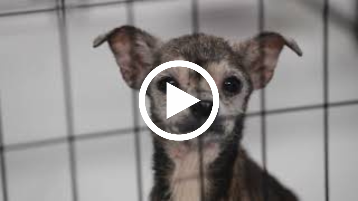 33 animals suffering in a filthy, rotting trailer - Operation Dead End