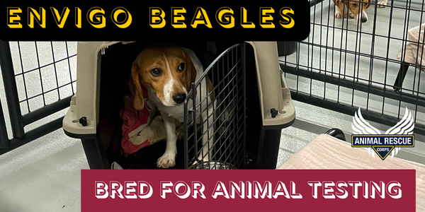 The Envigo Beagles - bred for a life of testing because they are small ...
