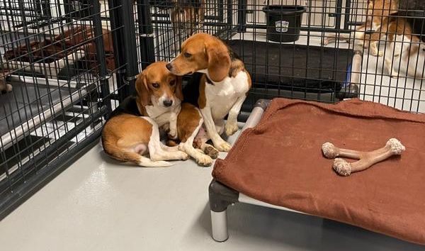 The Envigo Beagles - bred for a life of testing because they are small ...