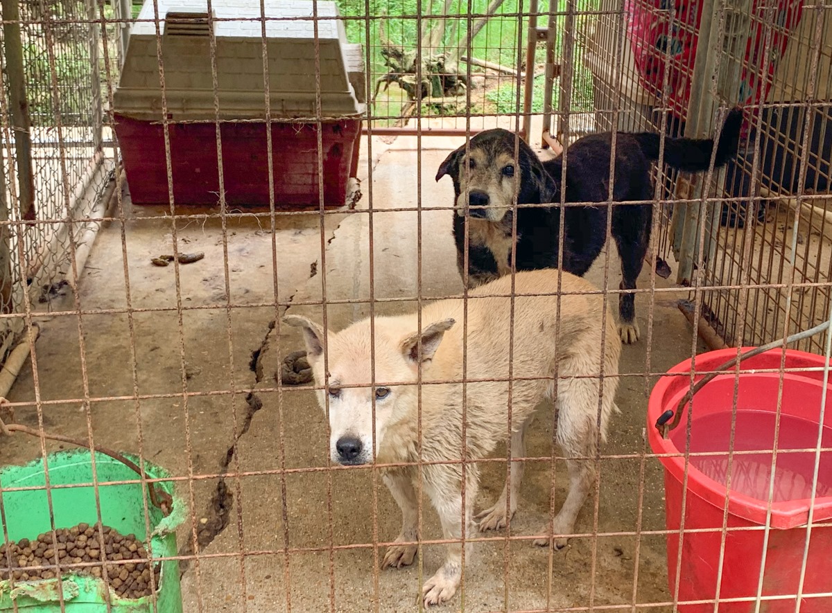 He's a completely defeated dog, said a Field Team member