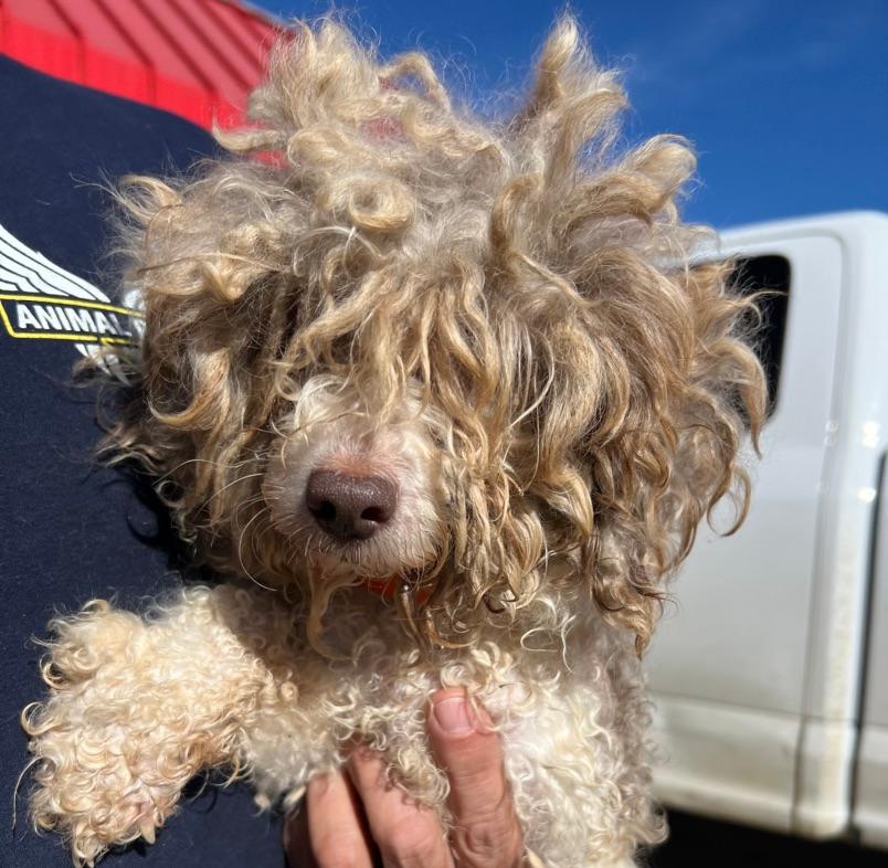 Urgent matching challenge: 75 dogs used for profit & discarded by puppy ...
