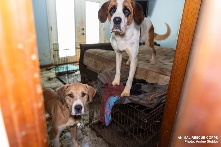 Breaking now: ~40 dogs in a large neglect case
