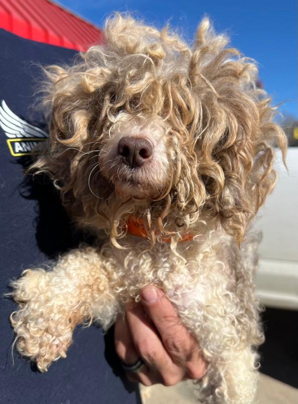 Urgent matching challenge: 75 dogs used for profit & discarded by puppy ...