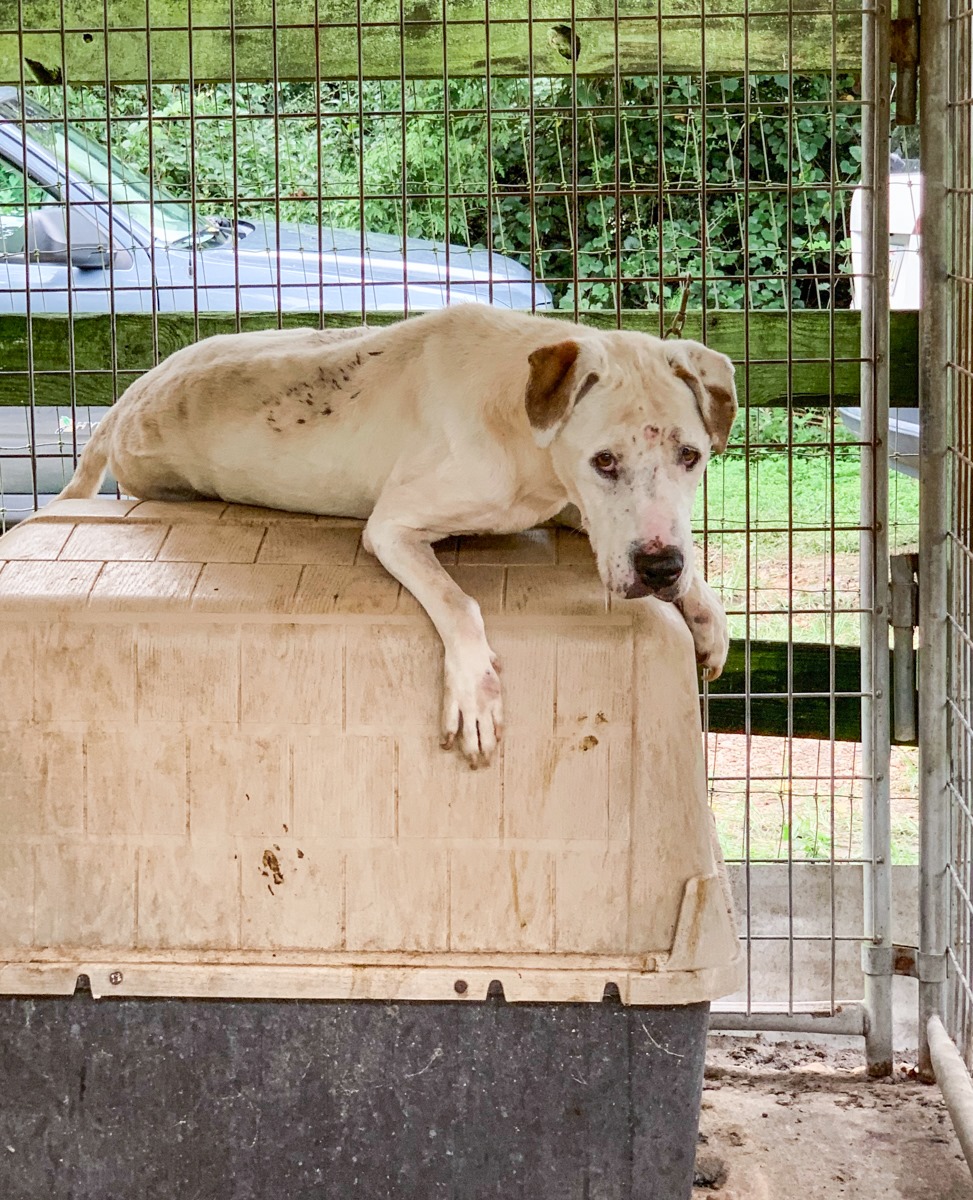 He's a completely defeated dog, said a Field Team member
